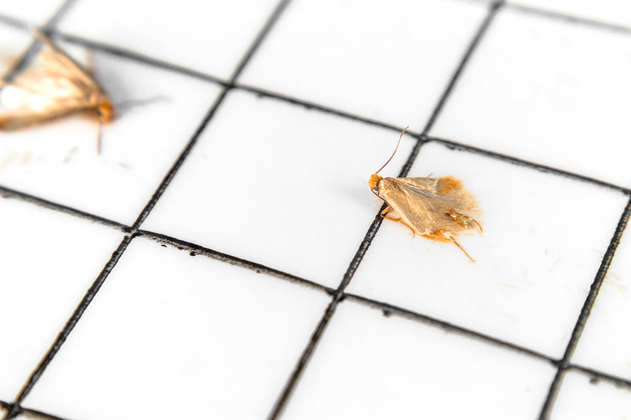 LoSapeVape - Approfondimento su insetti e protezione | Fumakilla VAPE