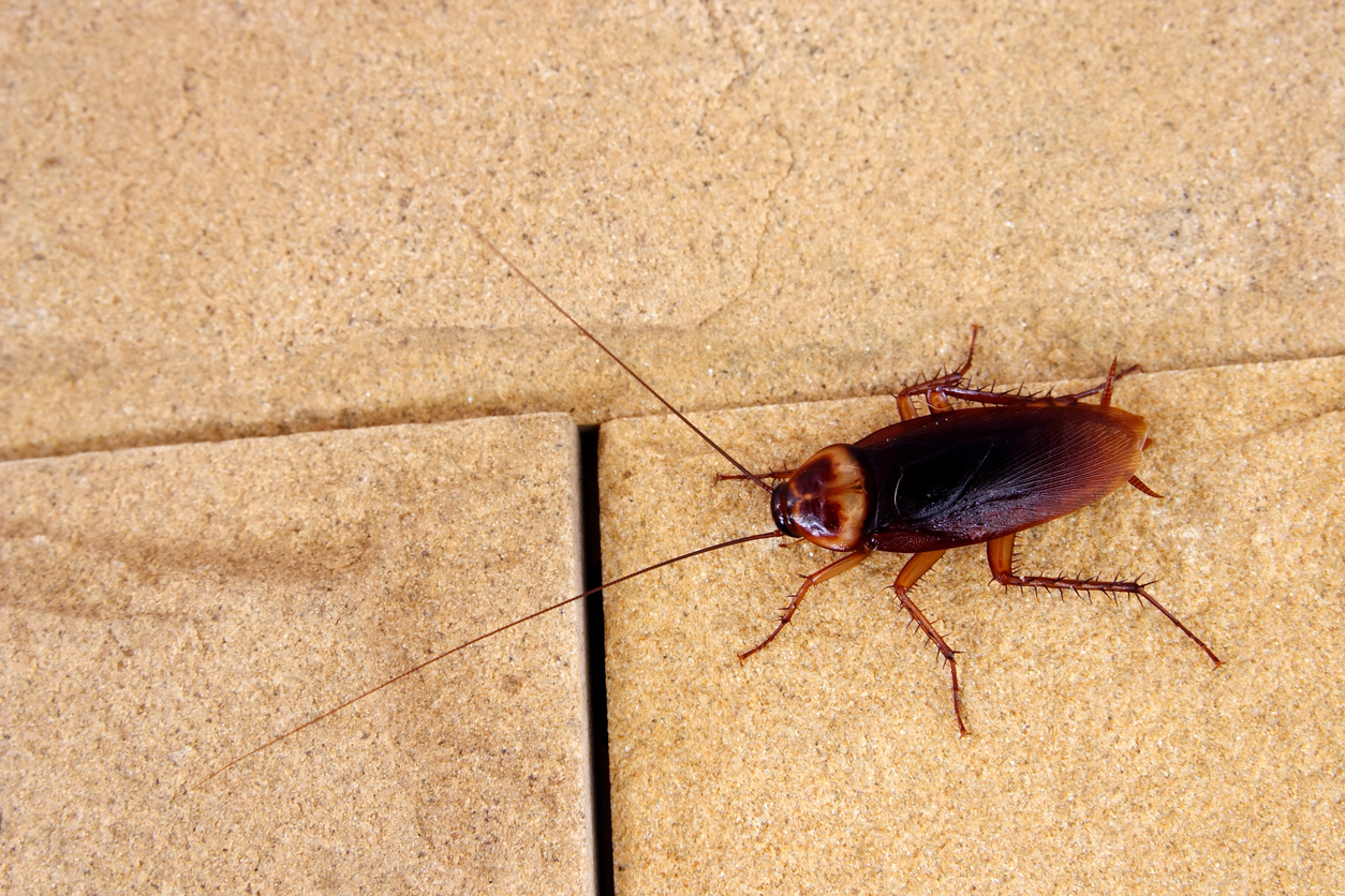 LoSapeVape - Approfondimento su insetti e protezione | Fumakilla VAPE